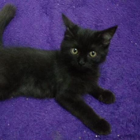 Farrelarka Farrel Arkana Github