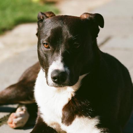 Github Tedsmith Quickhash Graphical Cross Platform Data Hashing Tool