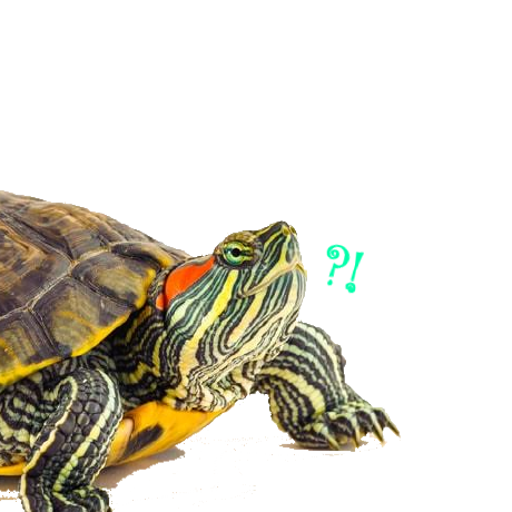 Imalazyturtle Turtle Github