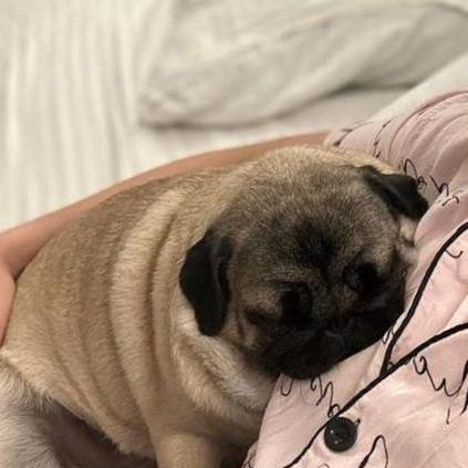 Orozhanska Roark Github