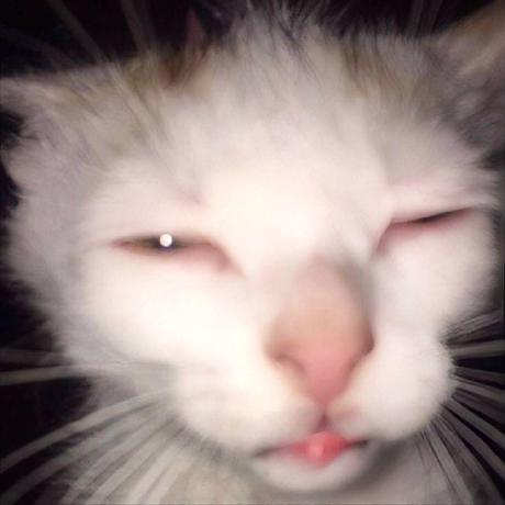 Alfonsodeanda Alfonso Github