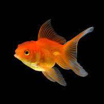 Goldfish Healthcare Github