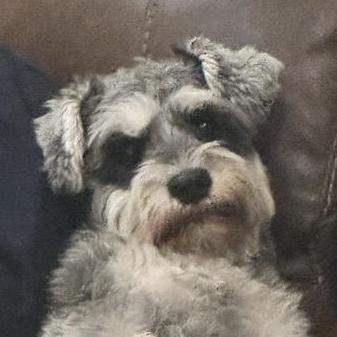 Ncarey Dp Niall Carey Github