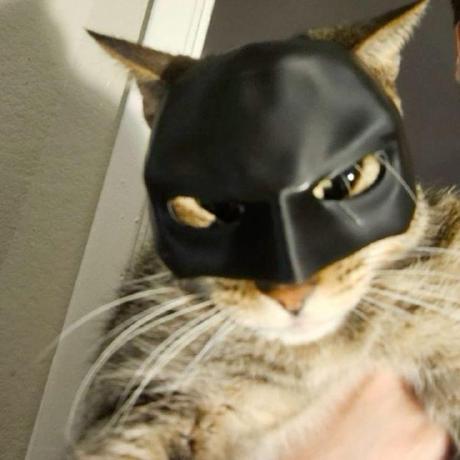 Dario61k Dario Github