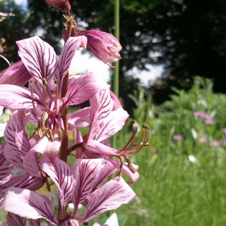 Plant Ecology Lab Github