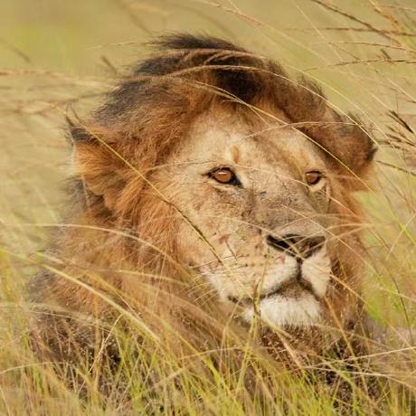 Creative Sh Creative Ss Github