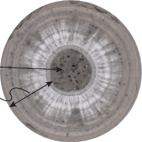 S24 Carbonate Seminar Github
