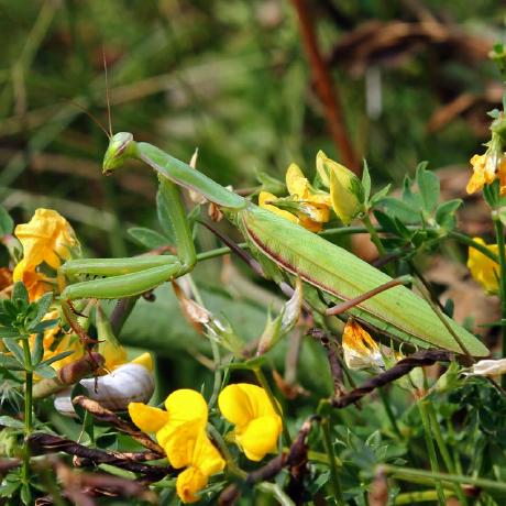 Opendata Apps Github