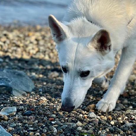 Dymk Dylan Knutson Github