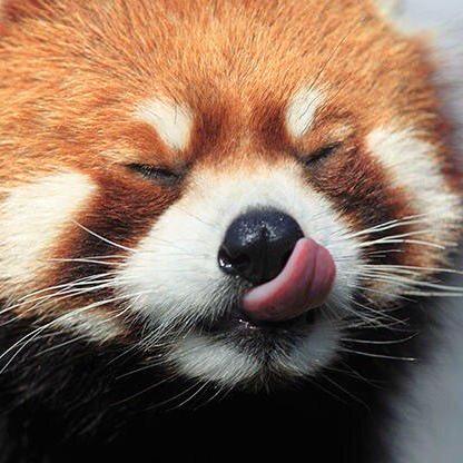 Kindsophie Sophie Github