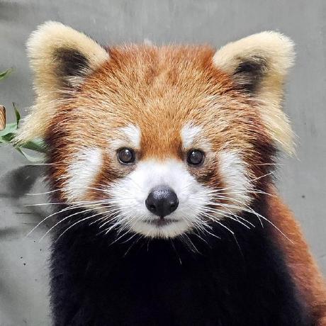 Dorisjin1003 Doris Jin Github