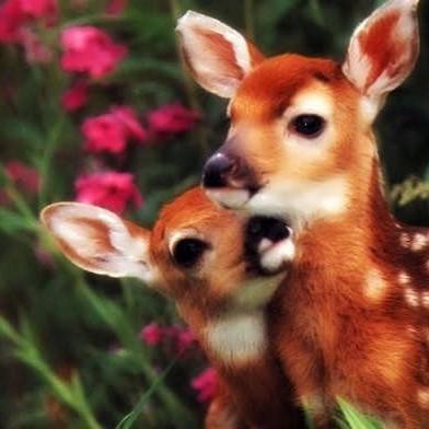 Sciencewalnut Science Walnut Github