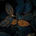 Disha2233 Disha Kirange Github