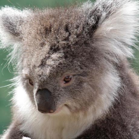 Frankschnabel Kubra Frank Schnabel Github