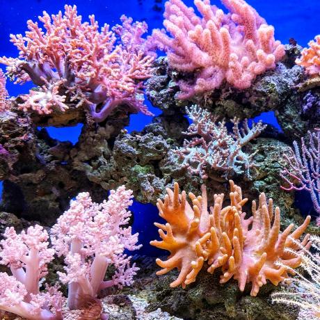 Coralorg Github