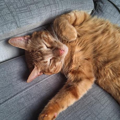 Camiloarbr Camilo Github