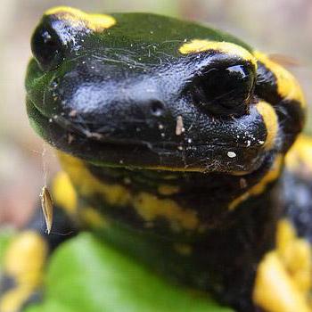 Sf Salamanders 2016 Github