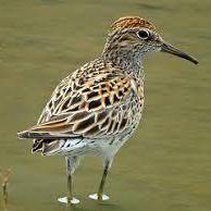 Tajima0194 Yoshiki Tajima Github