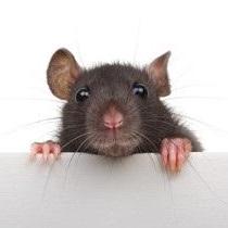 Abigailgreenway Abi Greenway Github