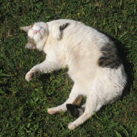 Lucky Lucas Lucas Github