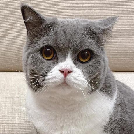 Mochi Accounting Github