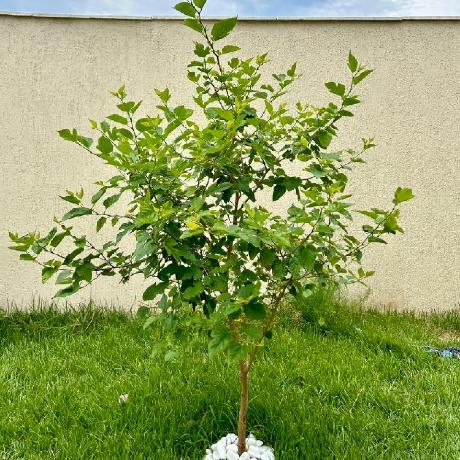 Ameramora Amer Amora Github - Sunset Images - Beautiful HD Collection