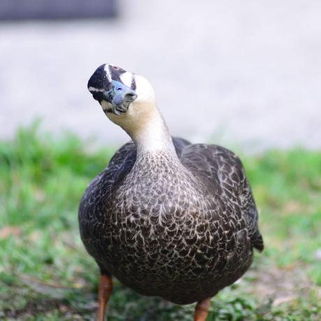 Gavin Owner Github - Premium Dark Pattern Gallery - Full HD