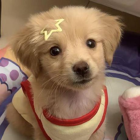 Srinjani04 Srinjani Github