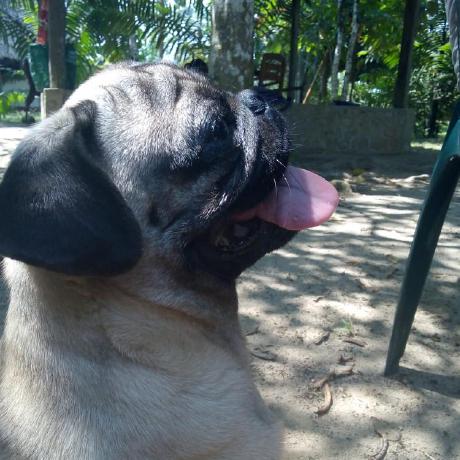 Francisbravo Francis Bravo Github