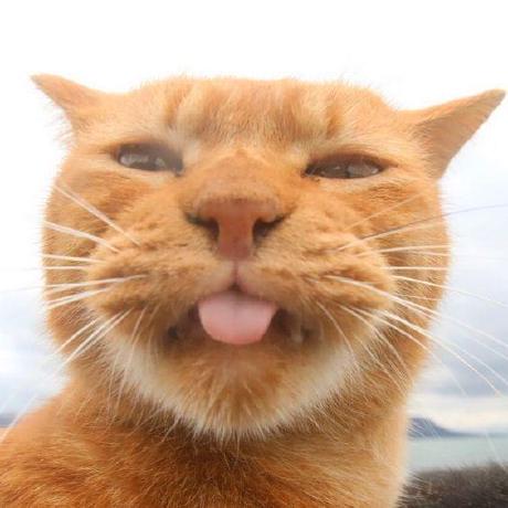 Opensourceorangecat Onizuka Github