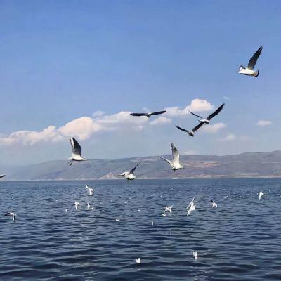 Janmin Jamin Xie Github