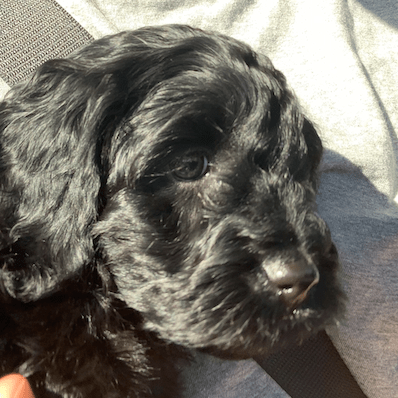 Pepper Script Github