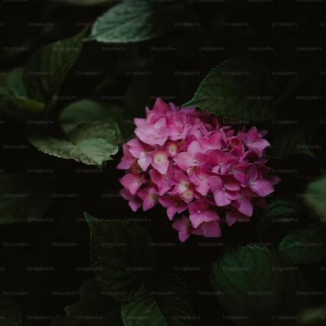 Learnwithjasmine Jasmine Shaik Github