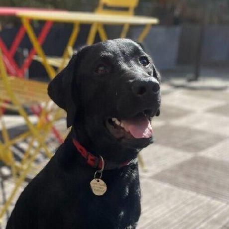 Opkaizen Kaizen Github