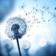 Serendipity Seeker Github