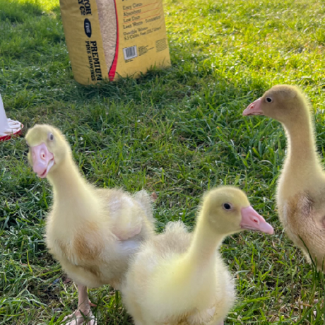 Netrc Creds Actions Github Marketplace Github