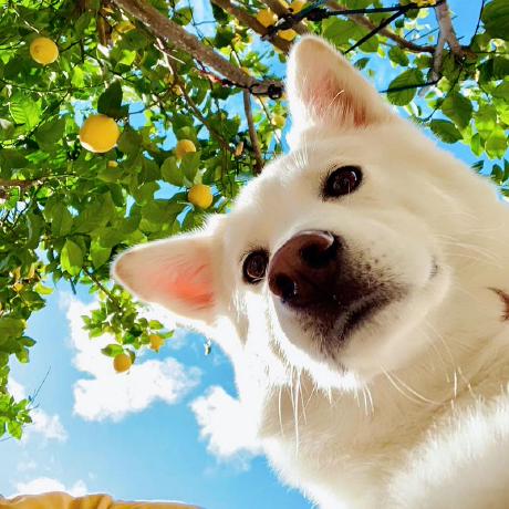 Yong Opus Yong Su Github