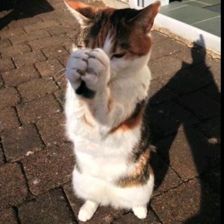 Tarik Lotfy Tarik Lotfy Github