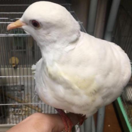 Yokoyama Hiroto Github