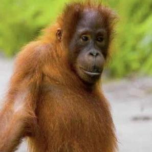 Goodai Github - Perfect Sunset Illustration - High Resolution