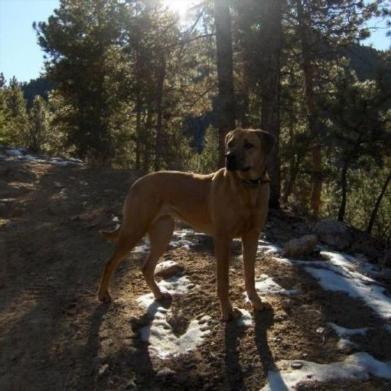 Wowsoup Murat Github