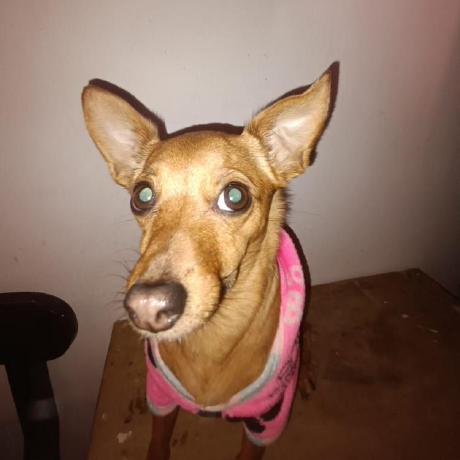 Elbrayab Brayan Github