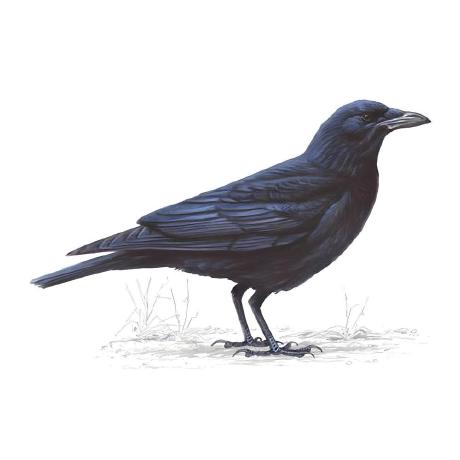 Smashingcrowes S Crowe Github