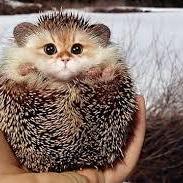 Fredytfngas Jerry Ware Github