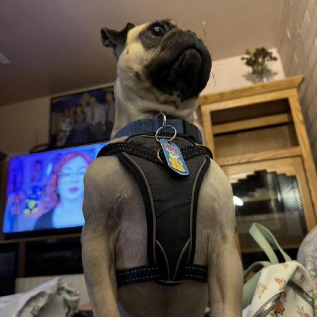 Stevensaw1999 Steven Github