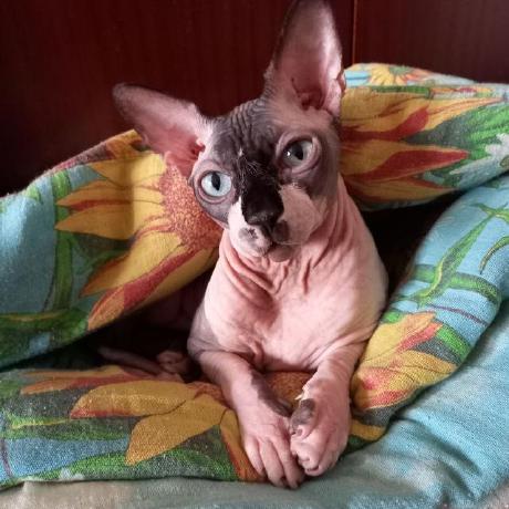 Shendrikivan Qa Github - Ocean Illustration Collection - High Resolution Quality