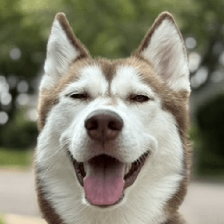 Wp Davis Github Github