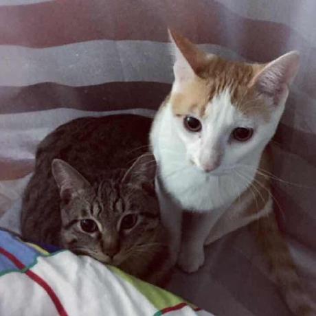 Luozm Zhimeng Luo Github