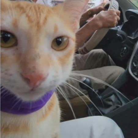 Levanvux Lﾃｪ Vﾄハ Vﾅｩ ﾂｷ Github