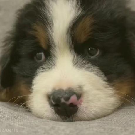 Xiaopeng0x3 Zhang Xiaopeng Github